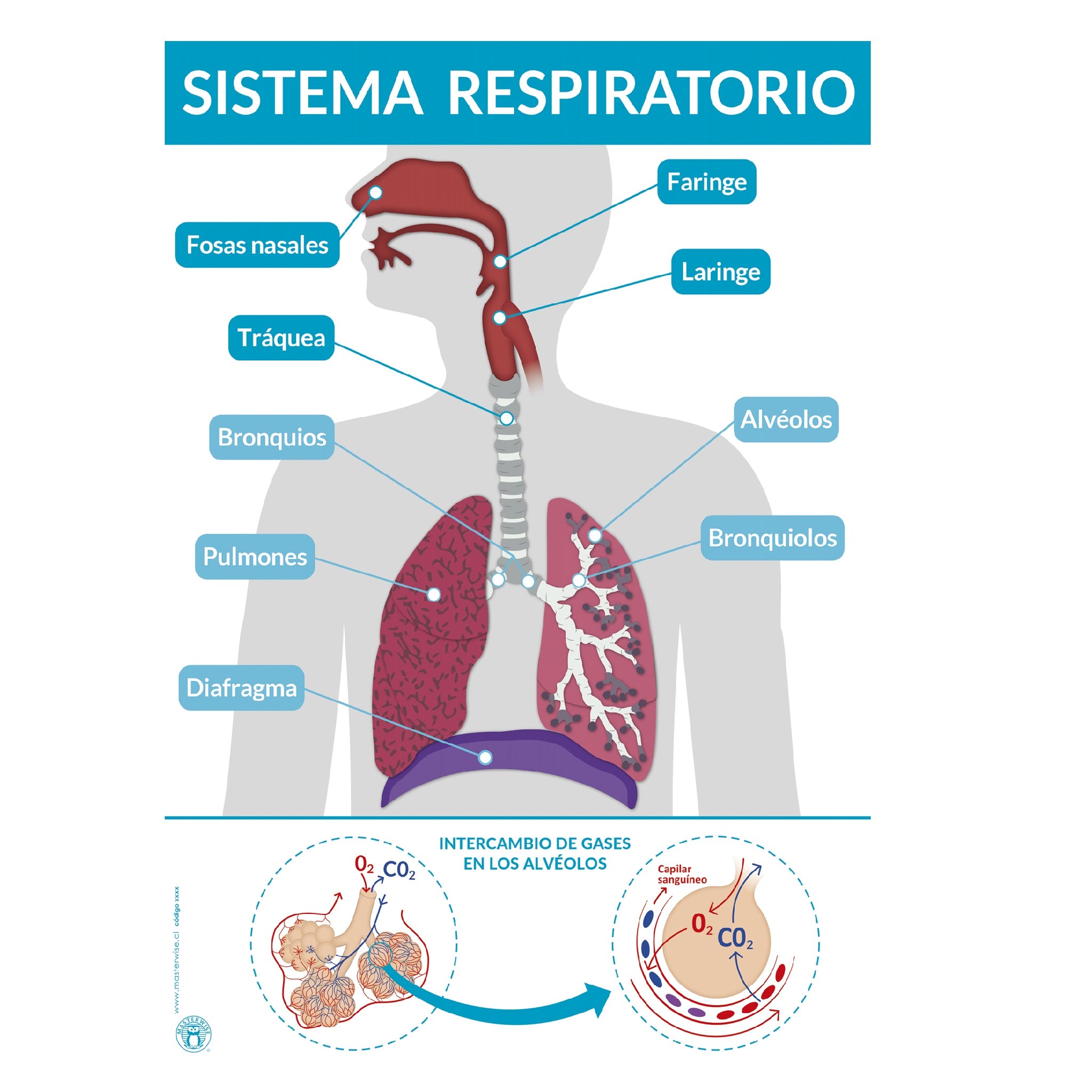 Hoja De Trabajo Sobre El Sistema Respiratorio: Respuestas Como Hacer