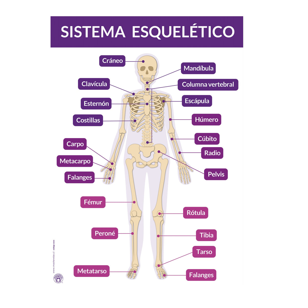 PANEL ESQUELETO · Masterwise