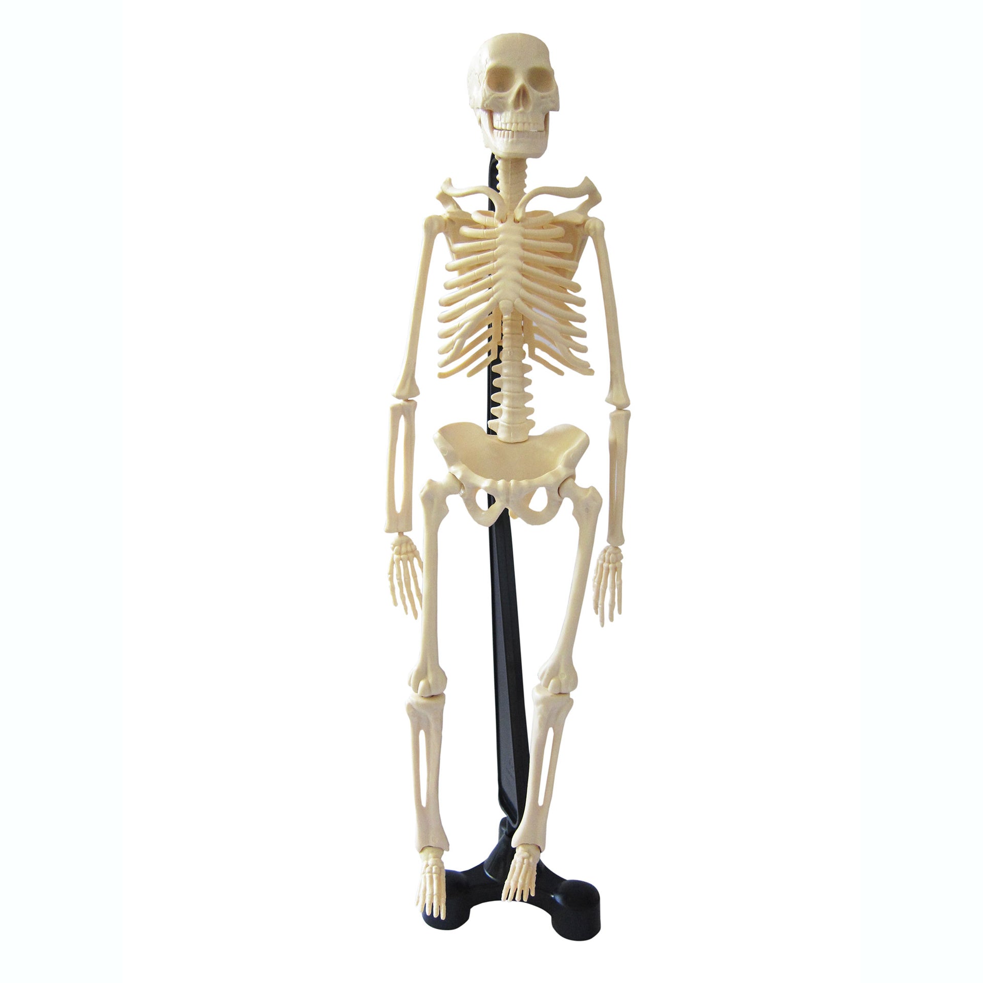 MODELO ESQUELETO · Masterwise