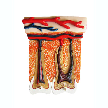 Ciencias · Masterwise