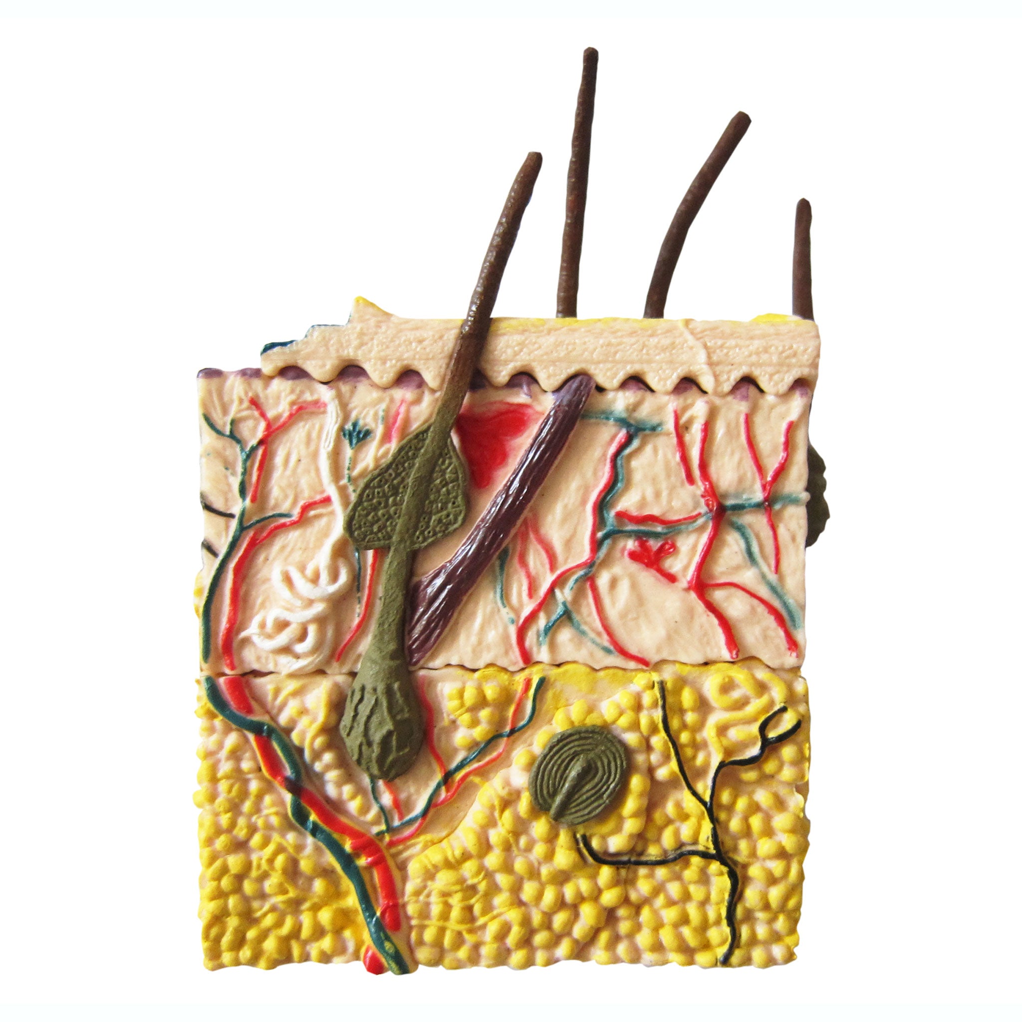 MODELO PIEL · Masterwise